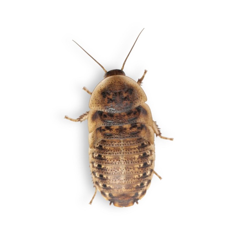 Live adult dubia cockroaches, Blaptica dubia +45mm