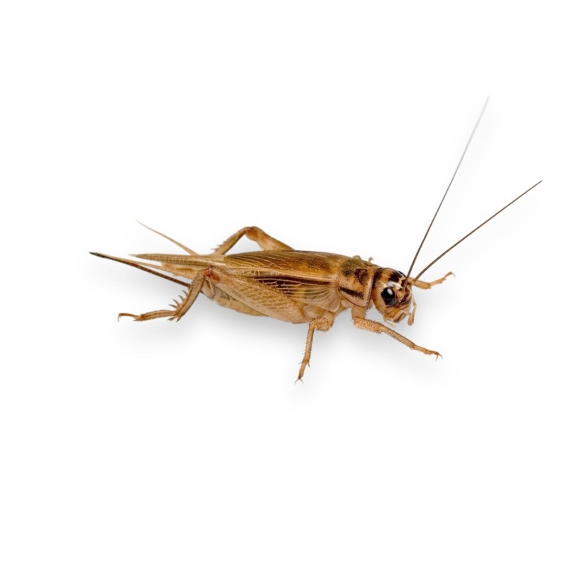 Domestic adult crickets, Acheta domesticus.