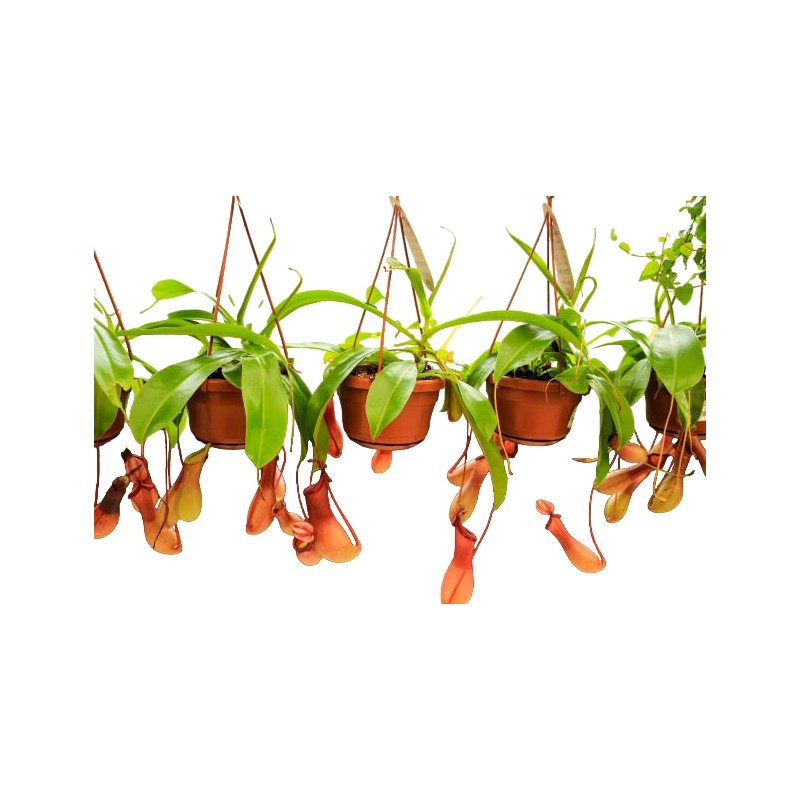 Pianta carnivora viva del genere Nephentes, disponibili diverse specie