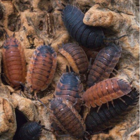 Land isopods Porcellio scaber lava