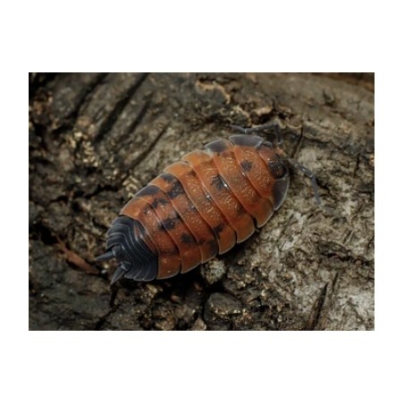 Land isopods Porcellio scaber lava