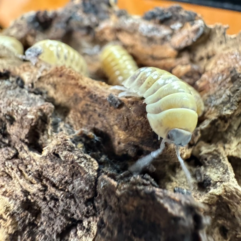 Land isopods Armadillidium badium 'High Yellow'